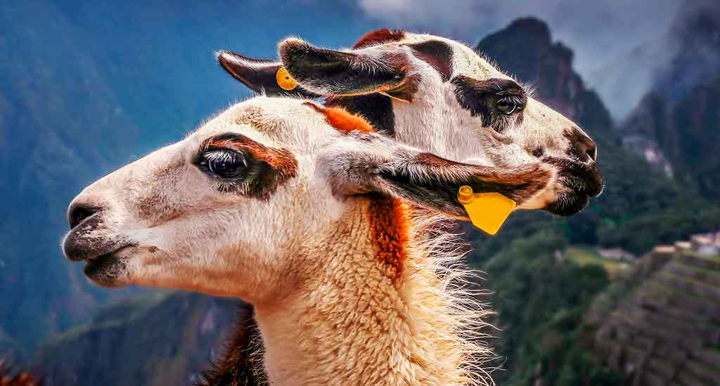 Trilogy Of The Andes — Domiruth PeruTravel