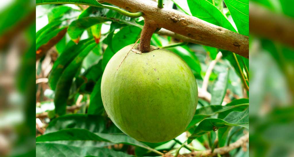 Super Lucuma, the “Gold of the Incas” fruit in vogue for the world ...