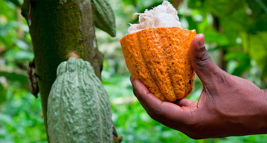 The Best Cocoa is Peruvian — Domiruth PeruTravel